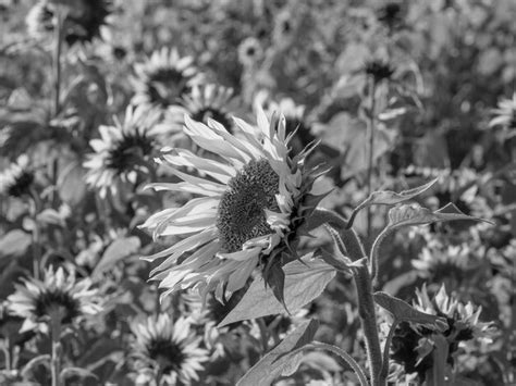 Images De Tournesols Fusain Téléchargement Gratuit Sur Freepik