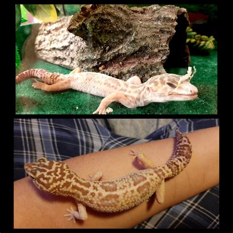 About A Month Ago We Rescued A Stick Thin Gecko Covered In Stuck Shed