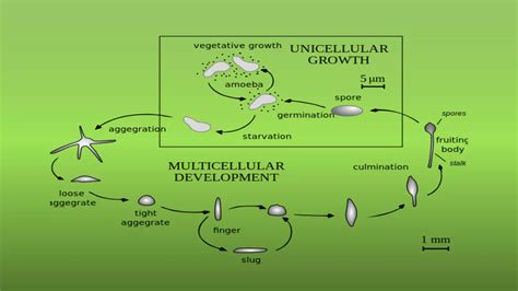 Dictyostelium And Allomyces Pptx
