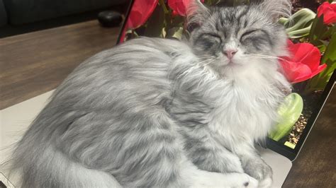 【自己紹介】卒業研究で非決定性処理をブラウザで実行した話 Nfig Tech Blog