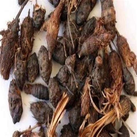 Nagar Motha Essential Oill Packaging Size 1 Kg At ₹ 22000kg In Chhatari