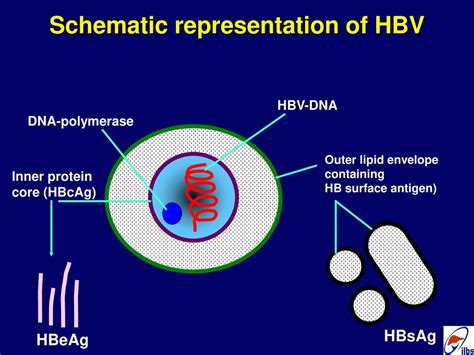 Institute Of Liver And Biliary Sciences Ppt Download