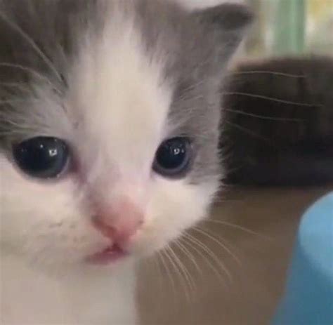Pin By Watashyu On мем Cat Memes Silly Cats Pretty Cats