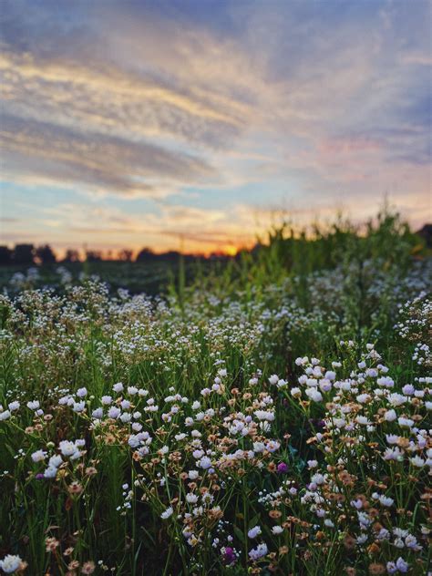 Thought This Shot I Took In My Backyard Turned Out Absolutely Beautiful