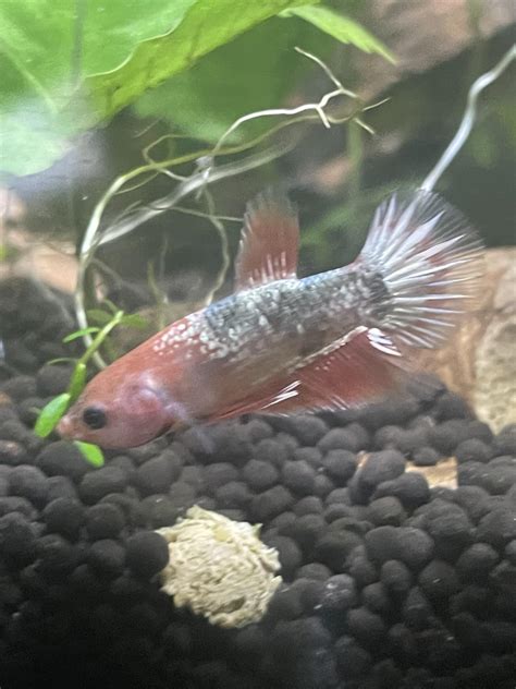 When I Got Squimbles Vs Now Rbettafish