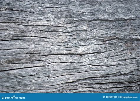 Rough Tree Trunk Surface Stock Image Image Of Dark 102607943