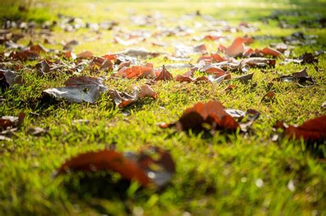 Premium Photo Dry Leaf On Grass Field