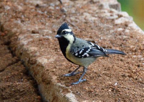 Discover The Fascinating Umbrellabird Habitat Behavior And More