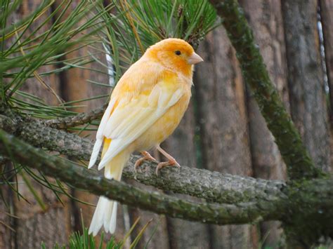 Burung Kenari Burung