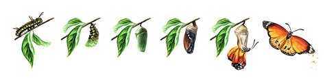 蝶の変態発達段階毛虫の幼虫蛹成虫の昆虫セット白い背景で隔離された手描きの水彩イラスト イラストレーションのベクターアート素材や画像を多数ご