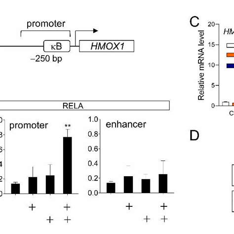 Recruitment Of Nf κb And Effect Of Mll1 In Hmox1 Gene Expression