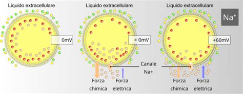 Potenziale Di Membrana A Riposo Fisiologia