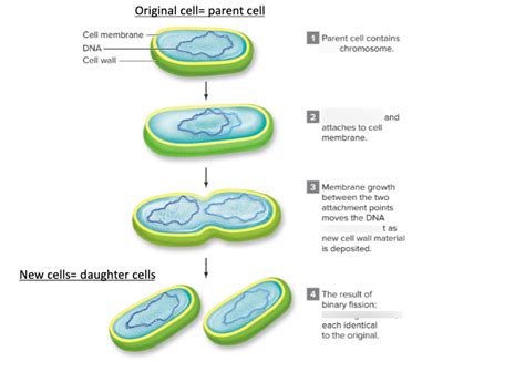 Binary Fission Prokaryotes
