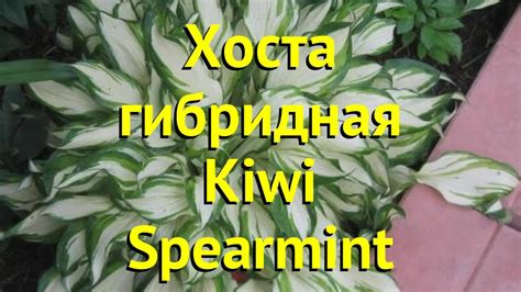 Хоста гибридная Киви сперминт. Краткий обзор, описание характеристик ...