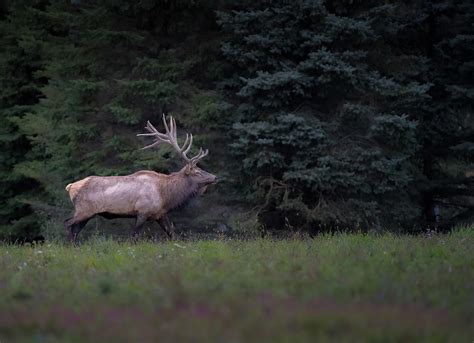 King Of The Forest Photograph By Liz Eudy Pixels