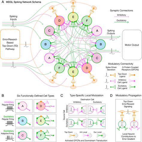 Figure 1 From Cell Type Specific Neuromodulation Guides Synaptic Credit Assignment In A Spiking