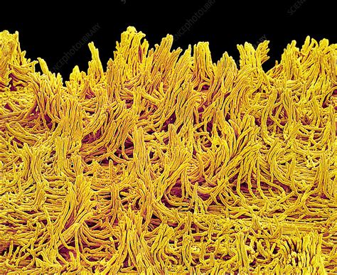 Mushroom Stem Surface Sem Stock Image B2501034 Science Photo Library