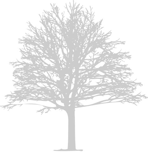 Dead Tree 36629105 Vector Art At Vecteezy