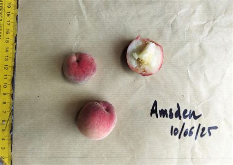 Amsden Le Goût Des Arbres