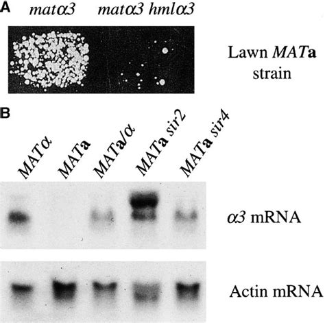A The Mat1 But Not The Hml1 Gene Was Required For Mating