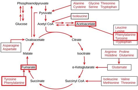 Phenylalanine And Tyrosine Metabolism 7 Download Scientific Diagram