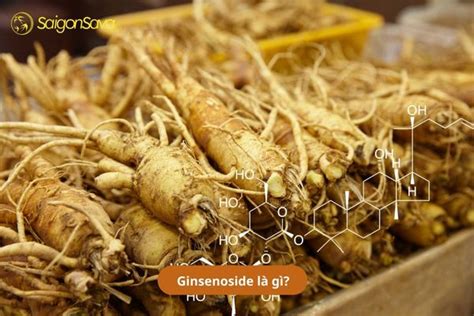 Ginsenoside Rg1 Rb1 Rg3 Là Gì Bí Quyết Sức Khỏe Từ Nhân Sâm