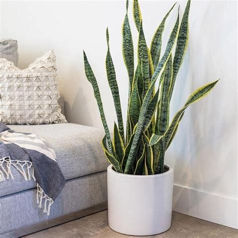Top 10 Cele Mai Frumoase Plante De Apartament