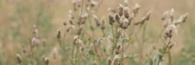 Бодяк полевой — фото, описание и способы выведения сорняка | Syngenta ...