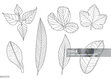 잎 선 단일 잎과 잎 패턴 검은 색흰색 배경 일러스트 벡터에 색상 장식에 가져 개념에 대한 스톡 벡터 아트 및 기타 이미지 개념 검은색 나무 Istock