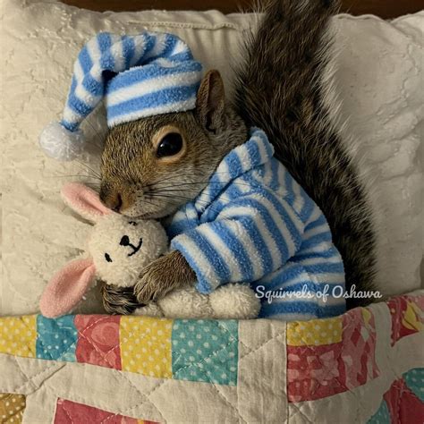Squirrels 🕰️ 🗓️ Where Does The Time Go The Weekend Is Over Far Too