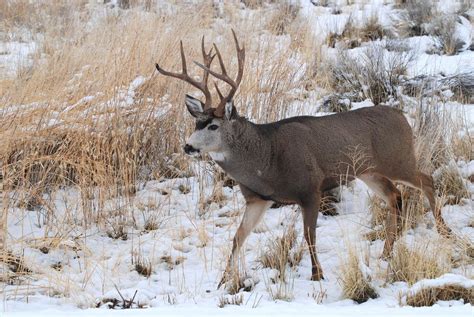 The 4 Best Places To Hunt For Deer In Southeast Idaho In 2016