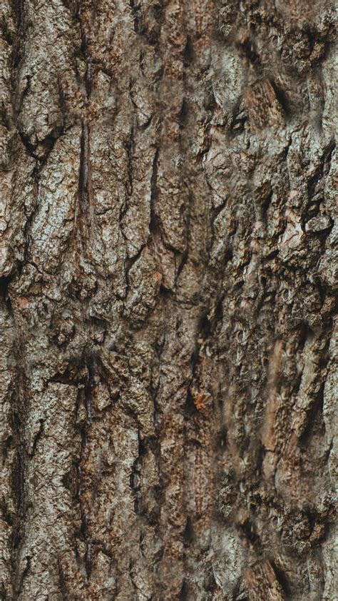 Tree Branch Texture To Download ManyTextures