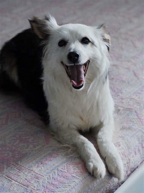 Домашни кучешки лакомства за шампиони