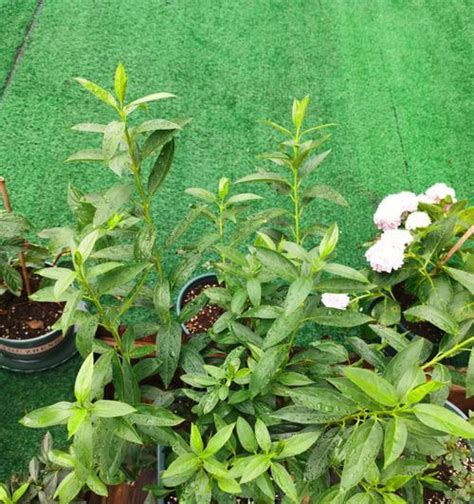 探秘不开花植物的神秘世界解析不开花植物的特点及栽培技巧 室内盘栽 繁趣花卉网