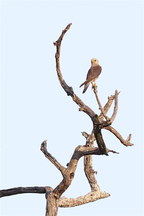 Bird Photography By The Flacks Kestrels