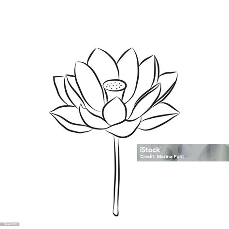 연꽃은 선으로 그려집니다 오픈 수련 분리 초대장 우표 또는 문구류용 연꽃 낙서 그리기 개화기에 대한 스톡 벡터 아트 및 기타