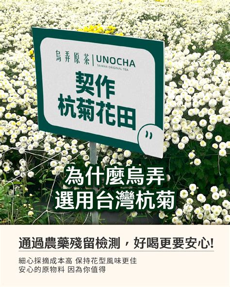 烏弄unocha 🌼 無毒台灣杭菊｜每年 3 ~ 11 月供應 𝙎𝙀𝙀 𝙔𝙊𝙐 𝟮𝟬𝟮𝟱𝟬𝟯 進口菊花便宜很多，為什麼烏弄堅持