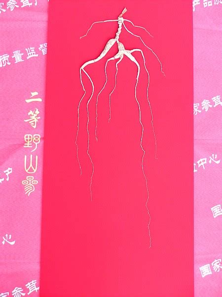 51山参小铺国检人参二等野山参二等绿证30年以上 吉林人参 qdot