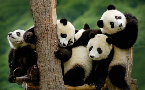 Potencializando A Análise Financeira Com O Python E Pandas Introdução