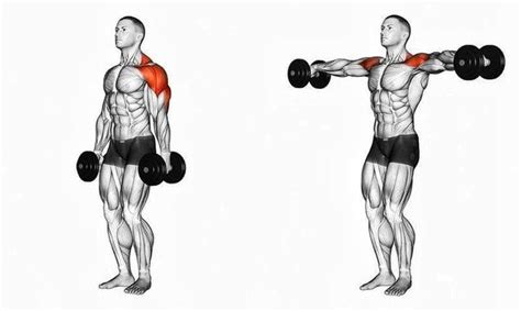 Treino De Trapézio Exercícios Eficazes