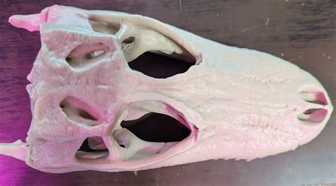 美国短吻鳄Alligator mississippiensis 来自 ghost MakerWorld