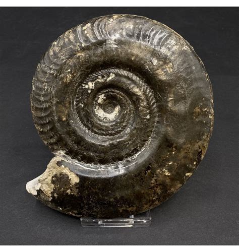 Fossils For Sale Fossils UK Upper Lias Lower Jurassic Ammonite