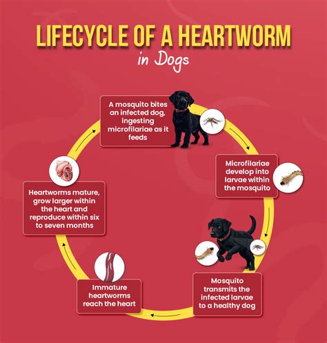 Heartworm Disease In Dogs Signs Lifecycle And Treatments