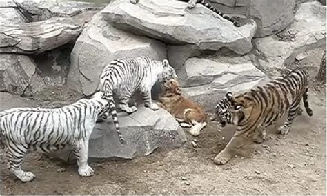 Un visiteur du zoo a rêvé de voir un chien avec un tigre Ce qui s est passé ensuite l a encore