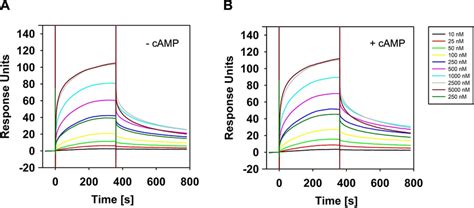 Binding Of His6 Cyac To Cycr Strep The Graphs Show Spr Experiments