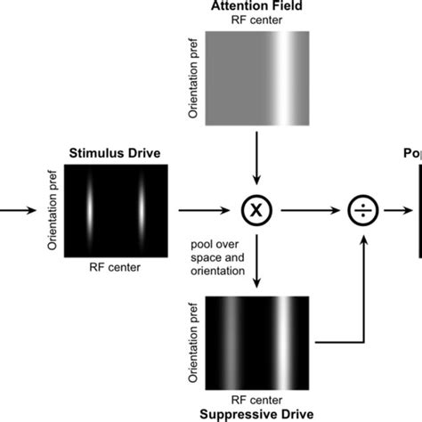 Reynolds And Heeger Divisive Normalization Model Of Attention Download Scientific Diagram