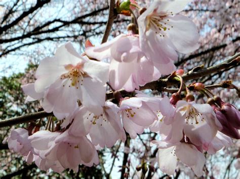 エドヒガンザクラの花2 フリー写真素材 Photo pot