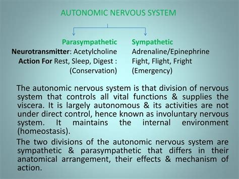 Cholinergic System And Drugs Pptx