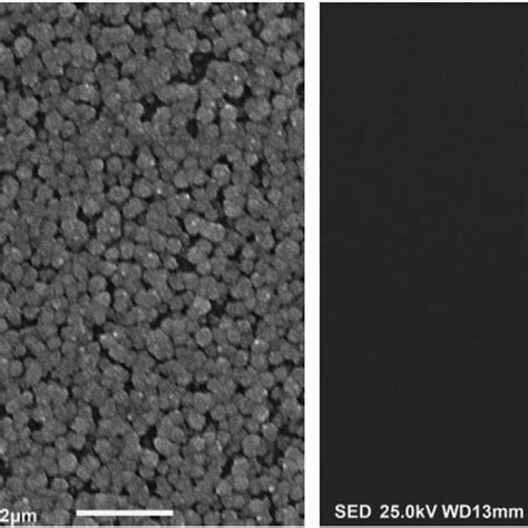 E Left Sem Image Of The Electrodeposited Film Right Download