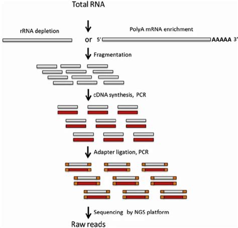 Total Mrna Rna Sequencing At ₹ 15000 Sample In Chennai Id 2852450639097